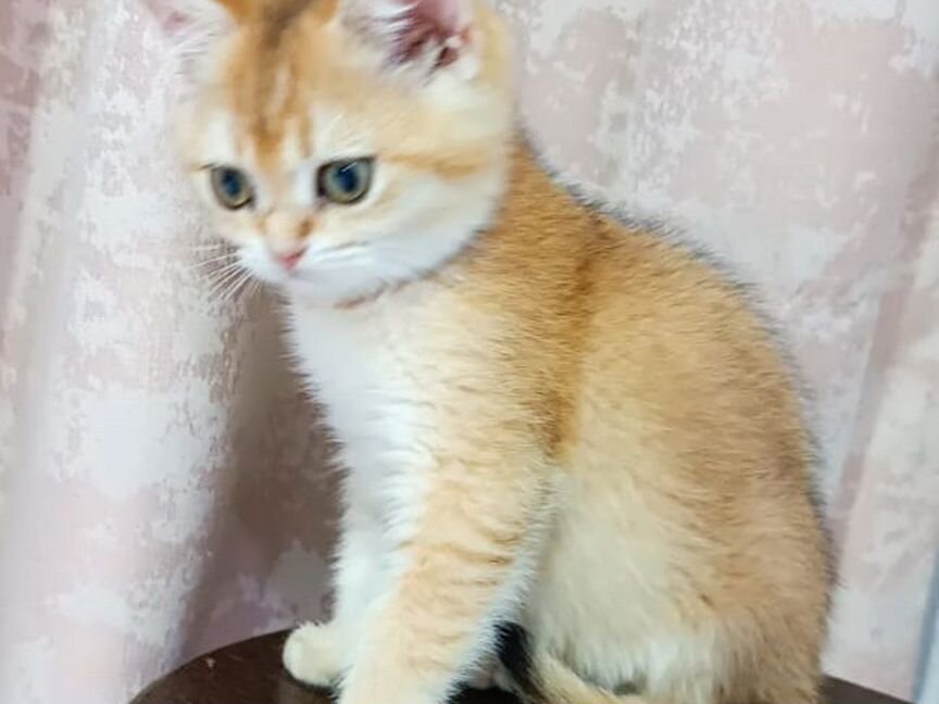 Продам Котёнка