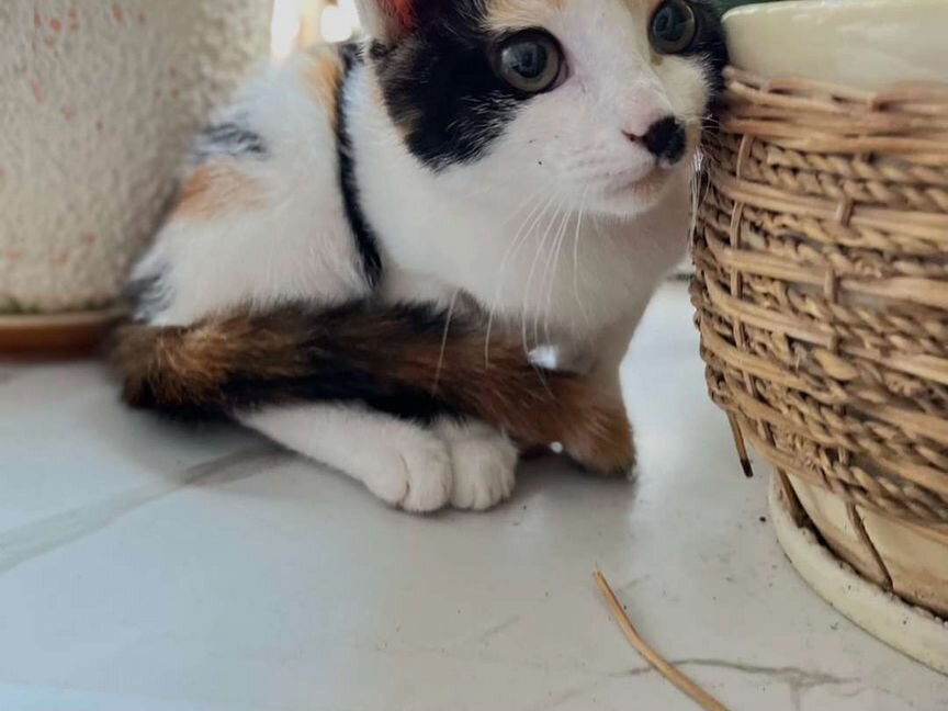 Котенок