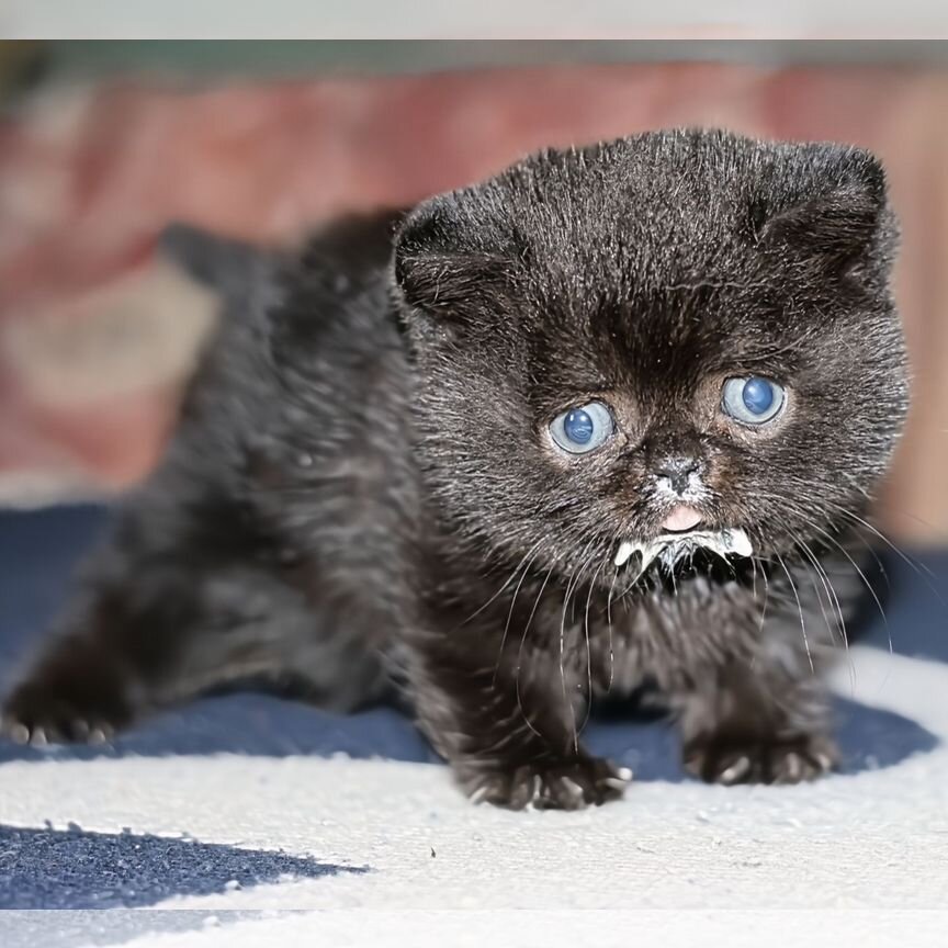 Британский короткошёрстный котёнок