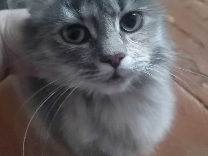 Котенок в добрые руки