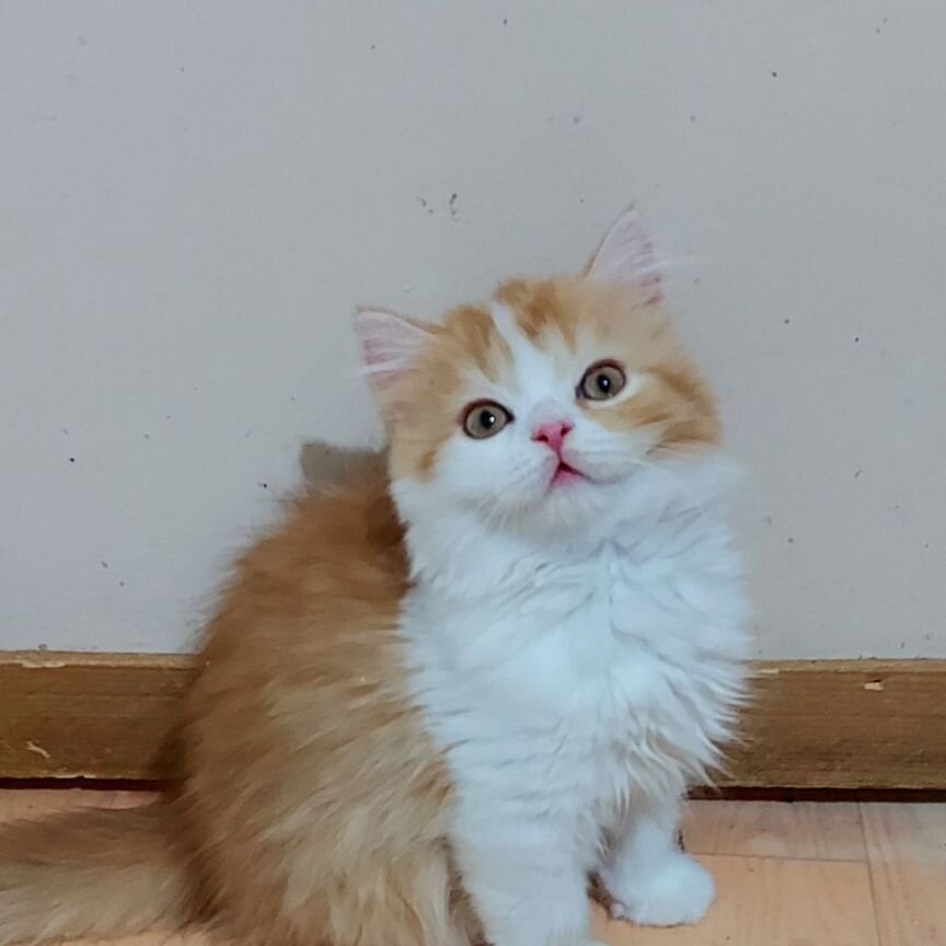 Рыжик, шотландский котёнок