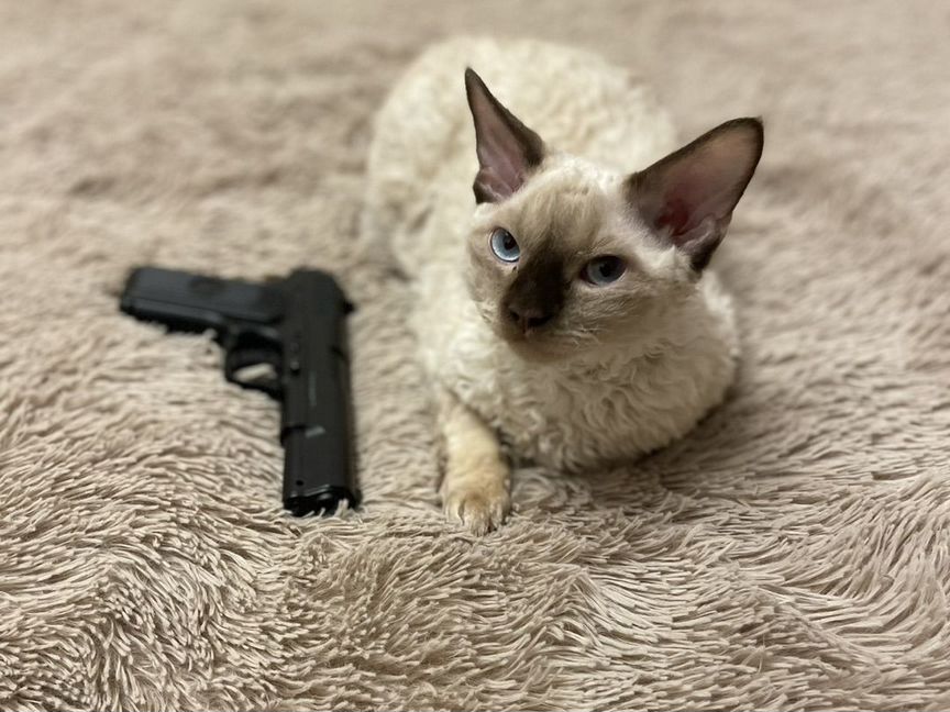 Кот на вязку