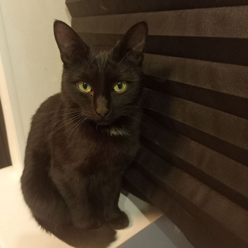 Кошка потеряшка