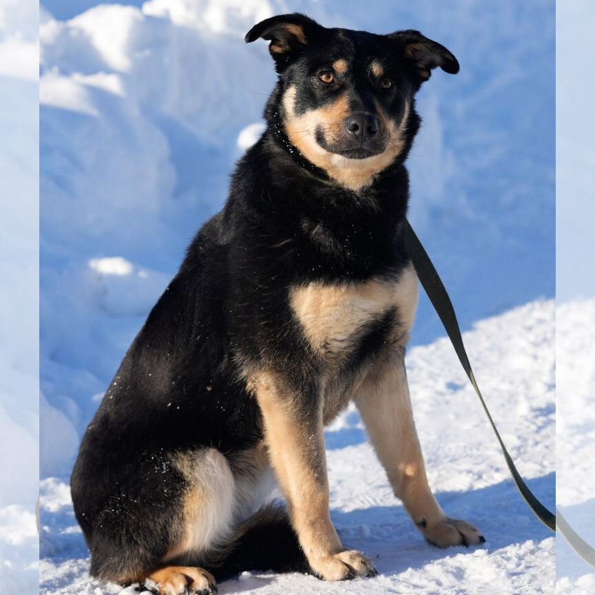 Взрослая собака в добрые руки