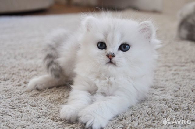 Клубные котята британцы с документами