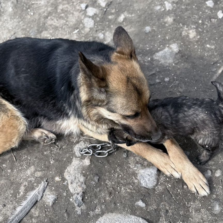 Щенки немецкой овчарки бесплатно