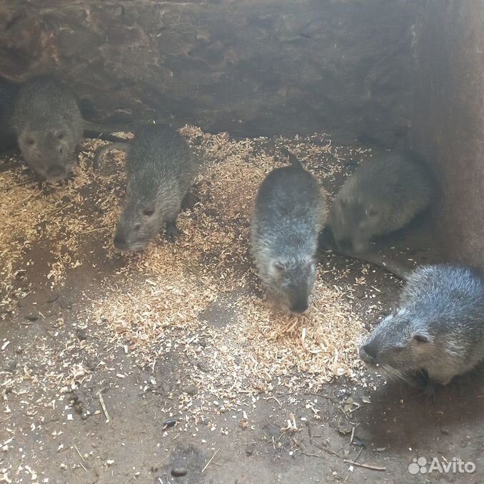 Продам нутрий на завод