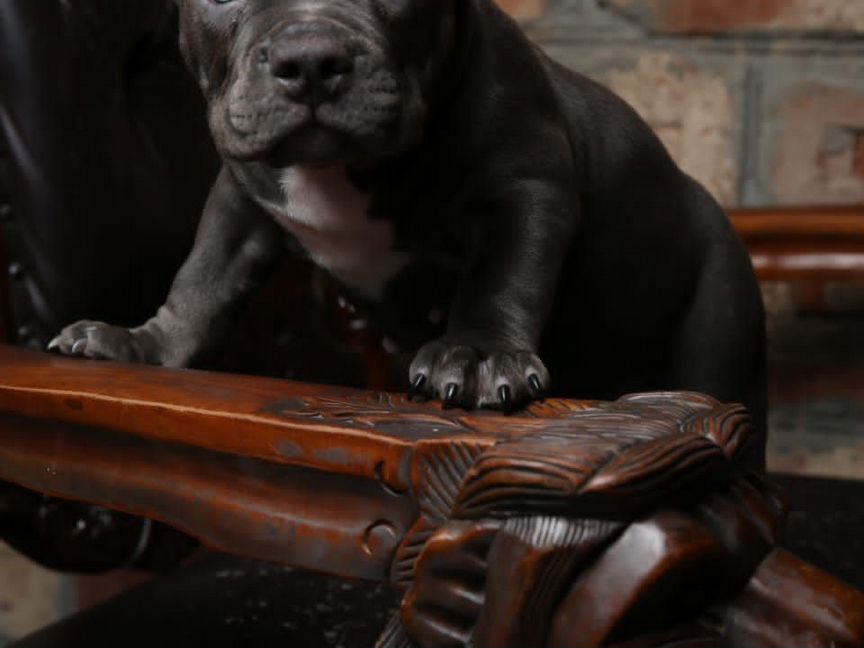 Американский Булли покет