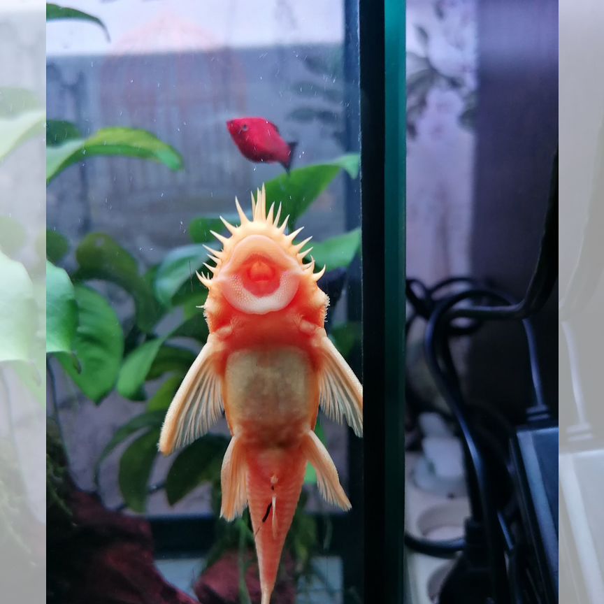 Анциструсов золотой альбинос