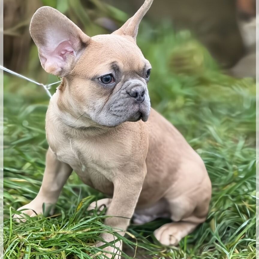 Французский бульдог, щенок