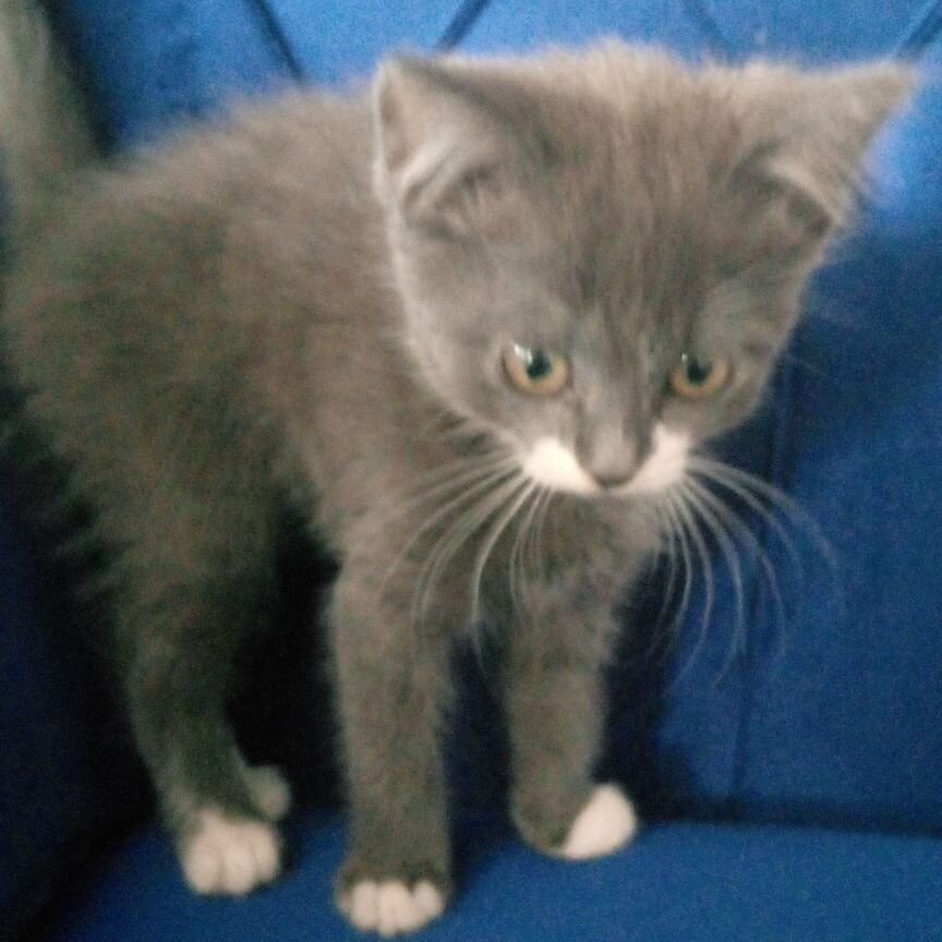 Малинкий котенок