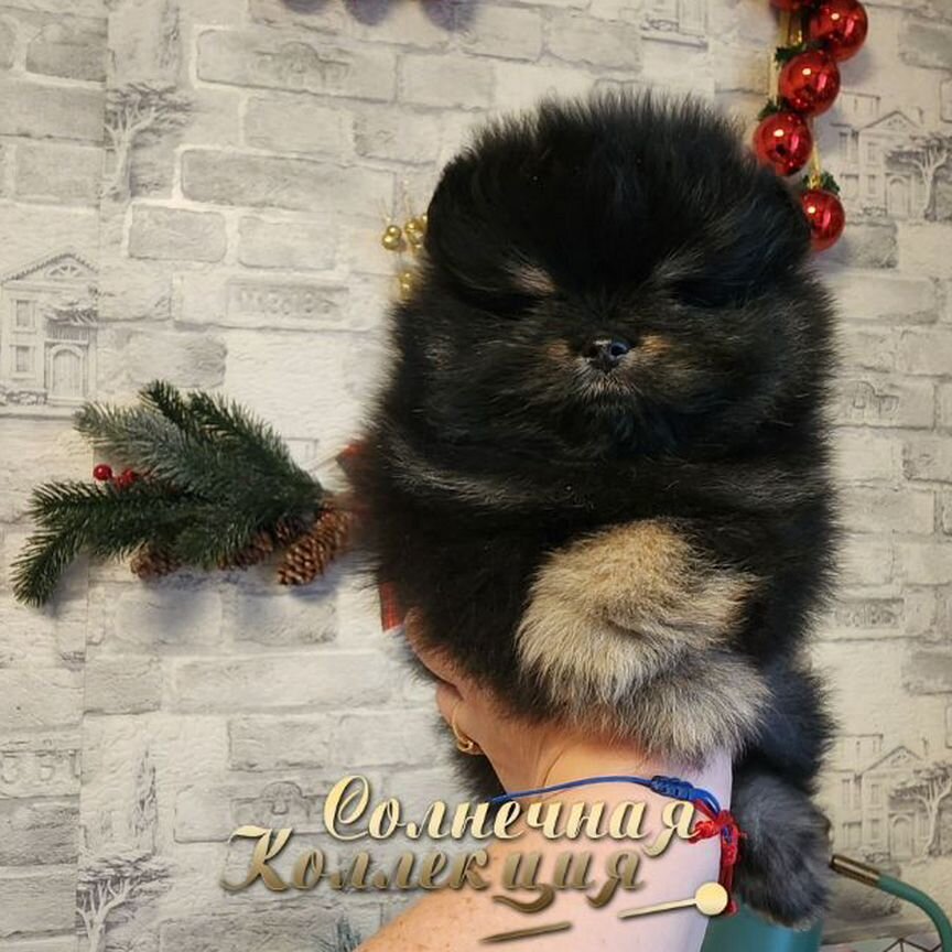 Померанский шпиц, щенок