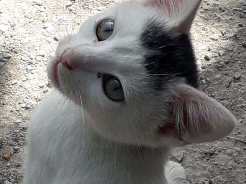 Три маленьких котея в поисках дома