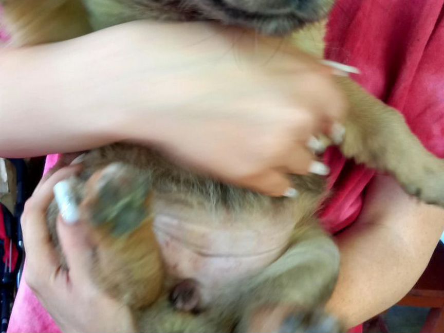 Отдам в хорошие руки