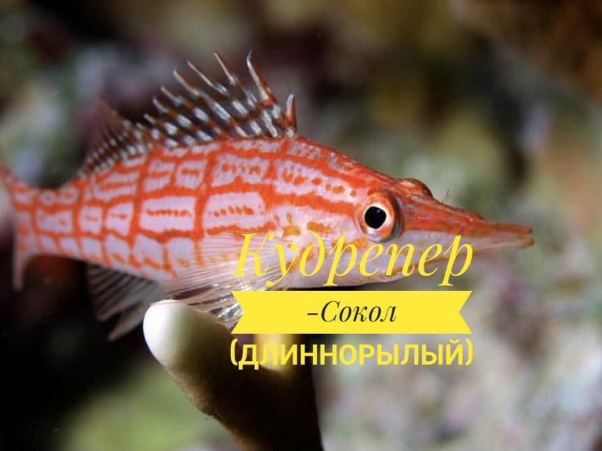 Кудрепер-Сокол, М(морская рыбка в наличии)