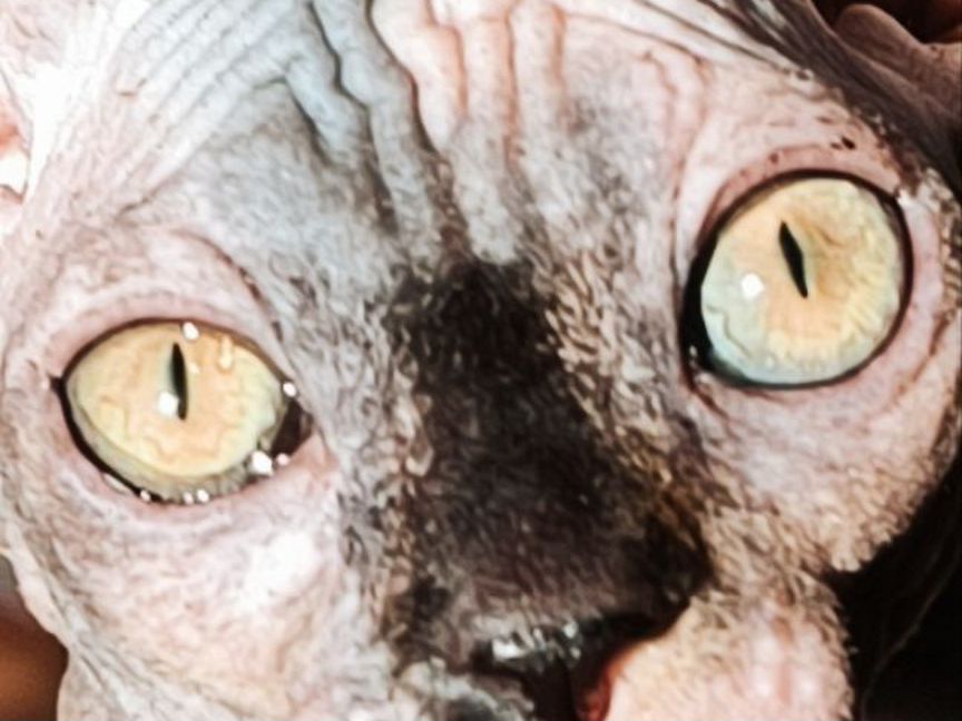 Канадский сфинкс