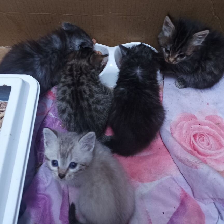 Котята в добрые руки