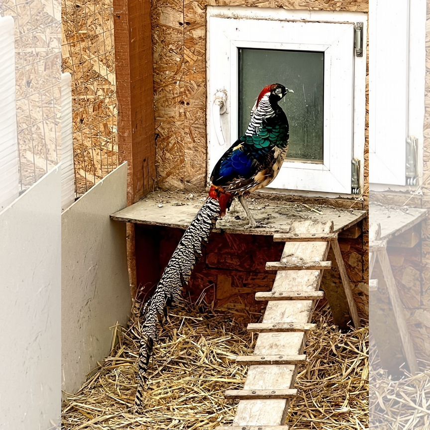 Алмазный фазан