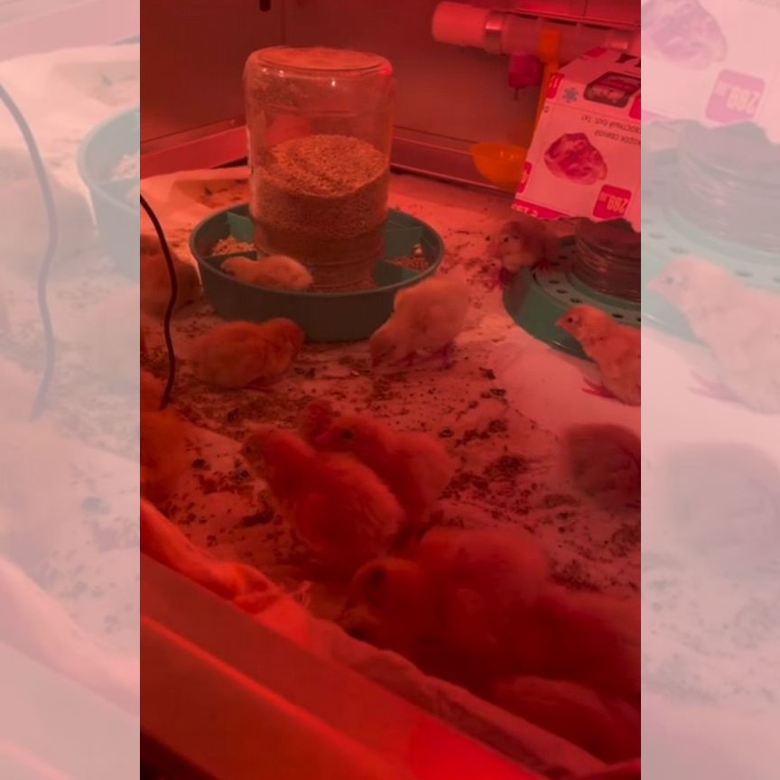 Цыплята перепела