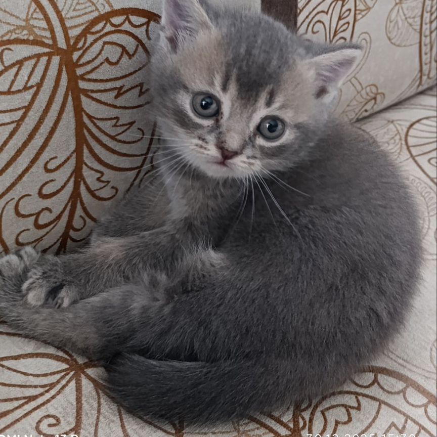 Британский короткошёрстный котёнок