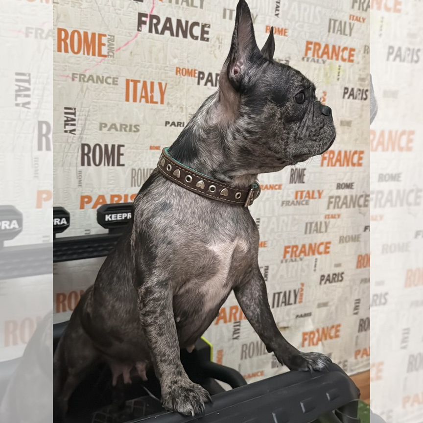 Приглашаем мальчика на вязку