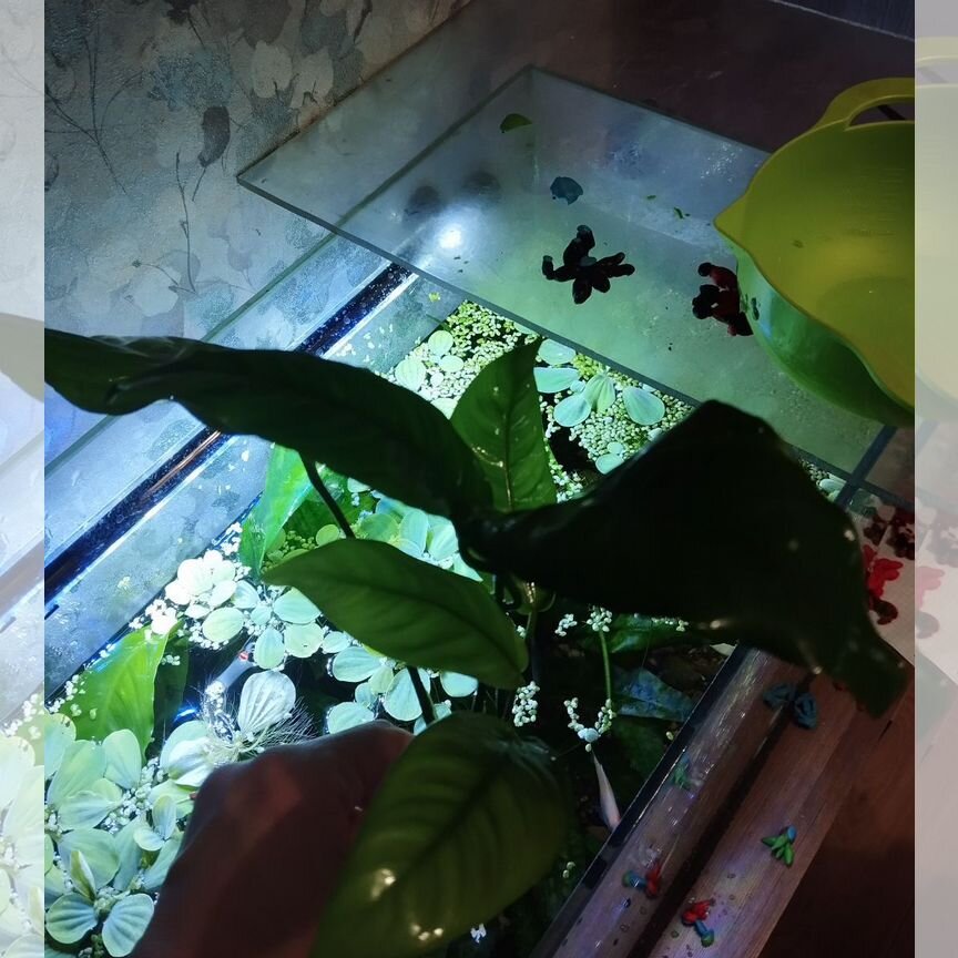 Анубиас большой