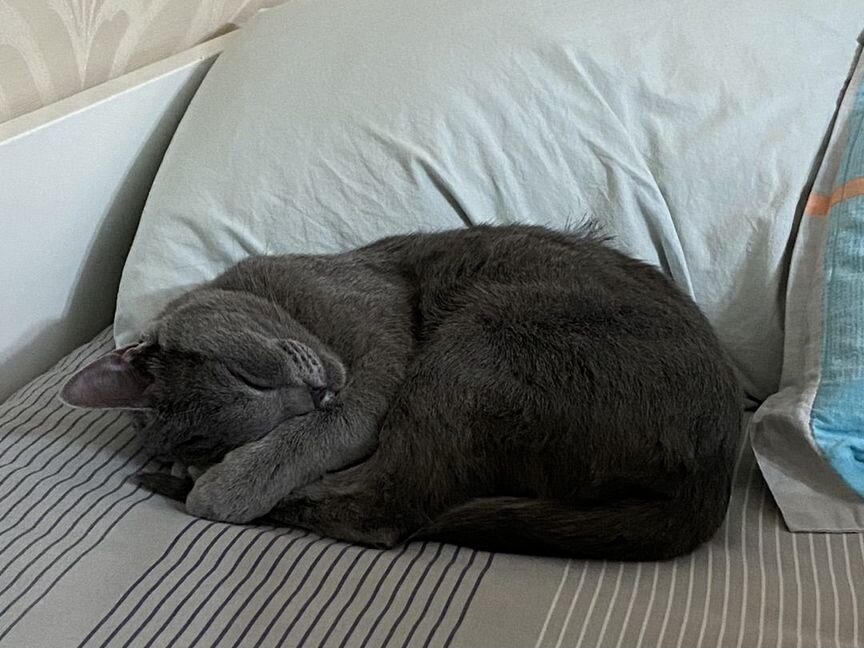 Отдам котенка в добрые руки