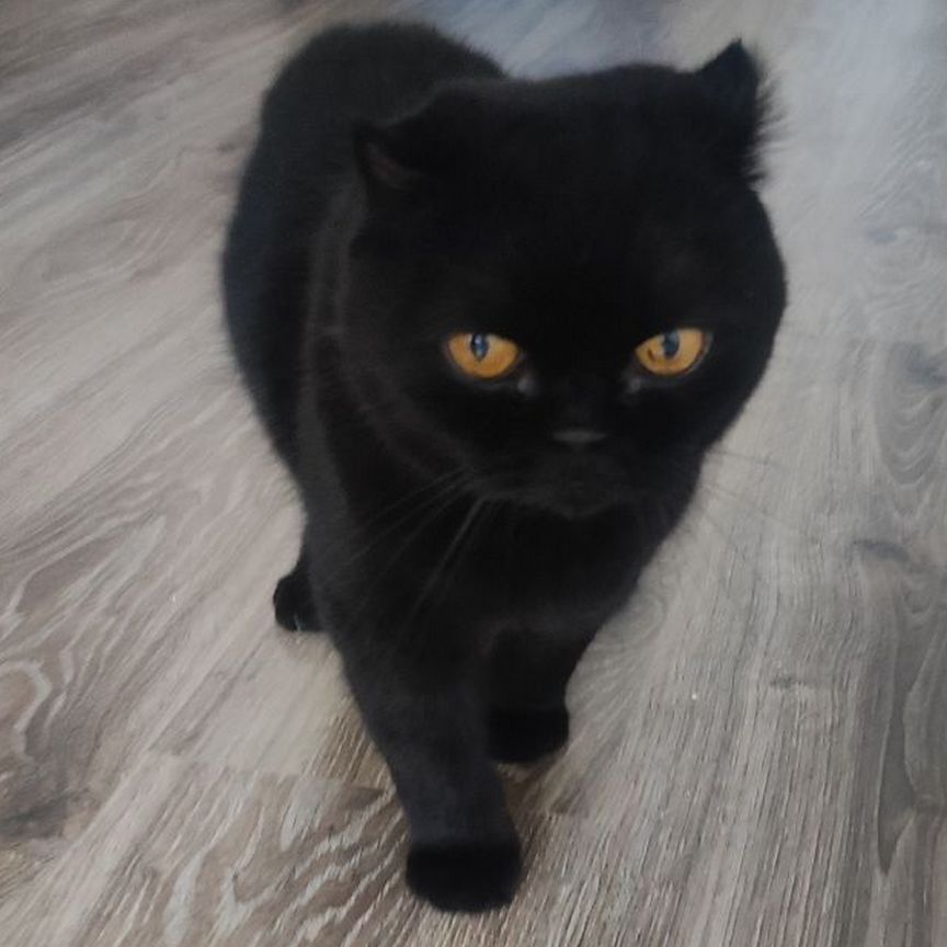 Шотландская кошка