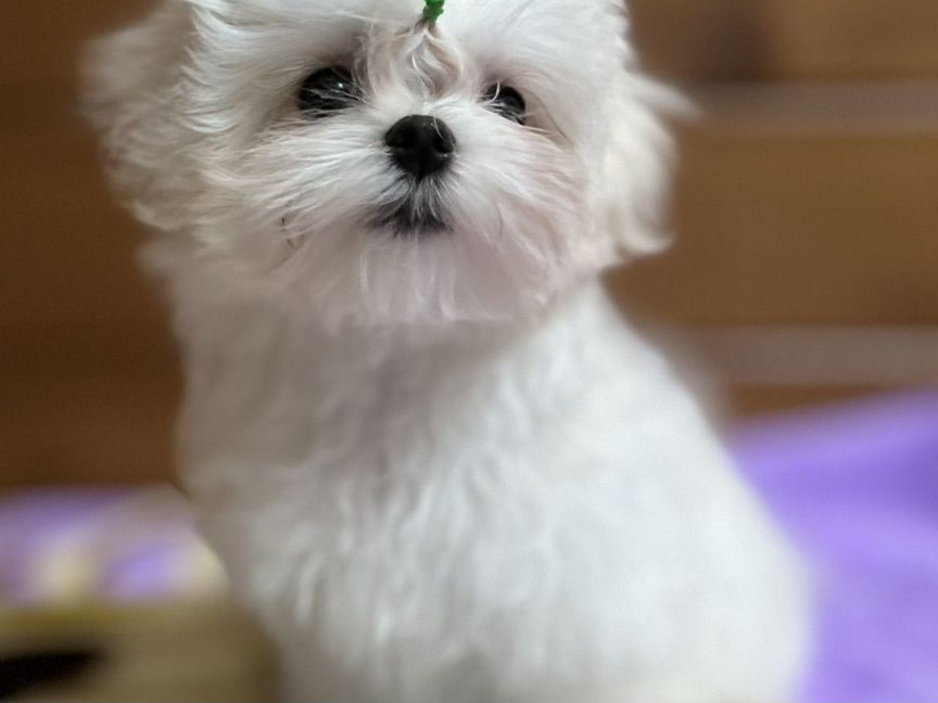 Кукольный малыш