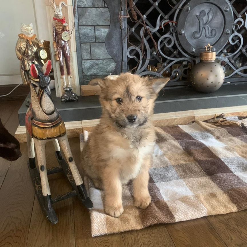 Щенки немецкой овчарки овчарки метисы