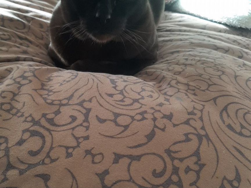 Кошка