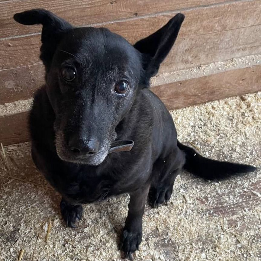 Старая собака за решеткой, подарите вкусный корм