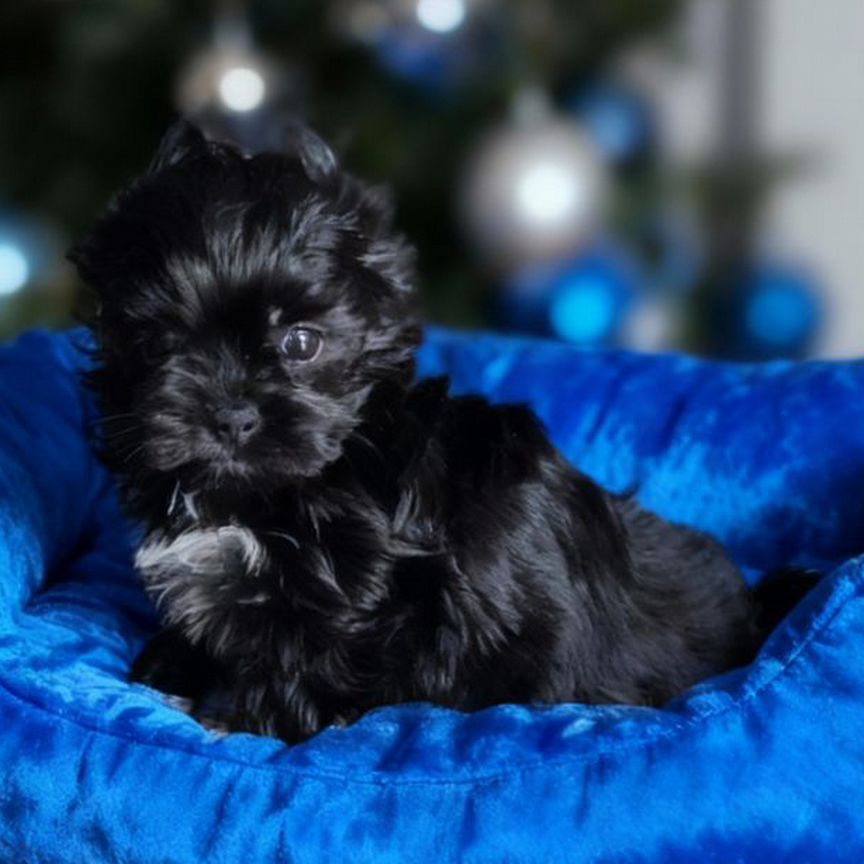 Йоркширский терьер, щенок