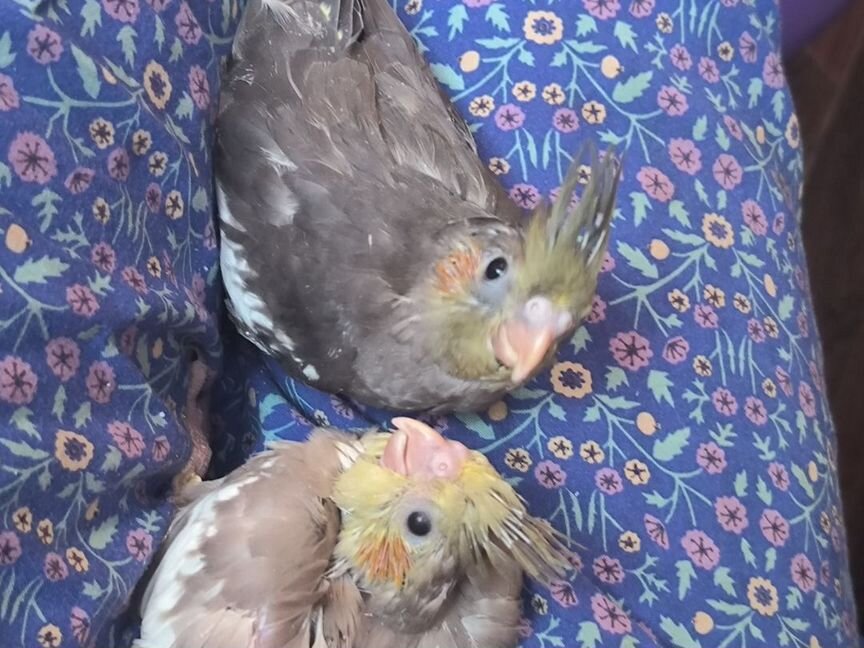 Попугай корелла птенец 1 месяц