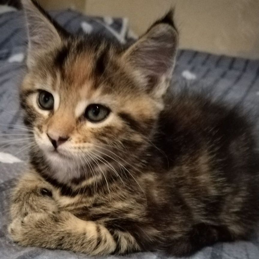 Котёнок кошечка