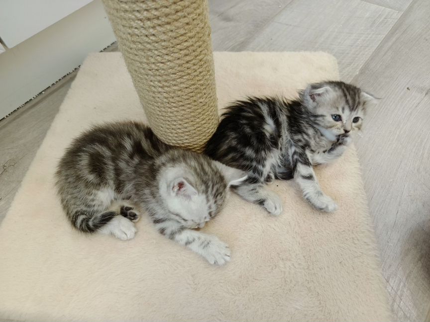 Шотландские мраморные вислоухие котята