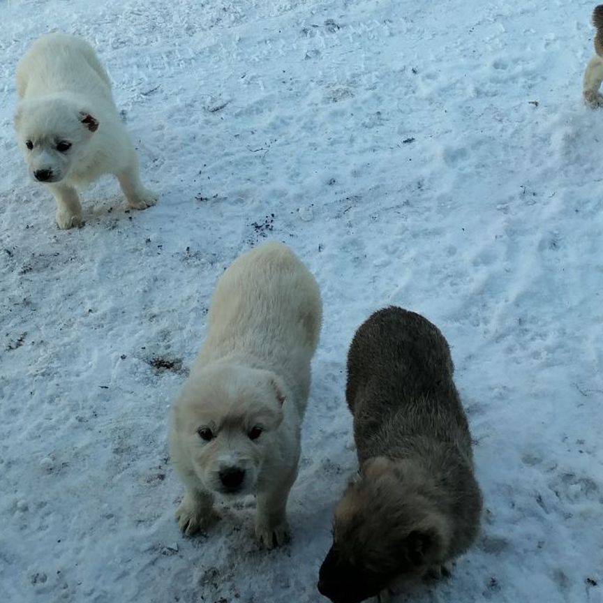 Щенок от частного владельца