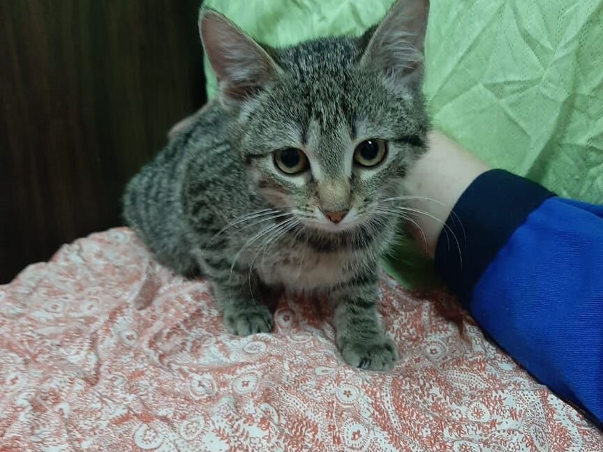 Простая полосаточка 2,5 мес