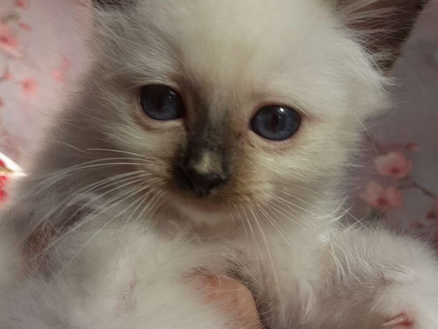 Котята священная бирма