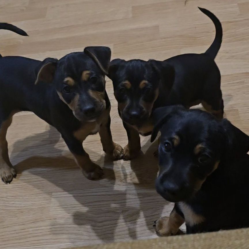 Щенок от частного владельца