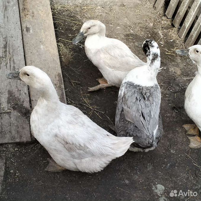 Утки башкирские голубой фаворит