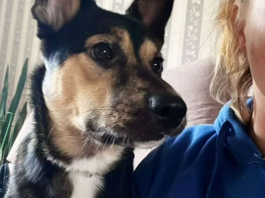 Собака в добрые руки