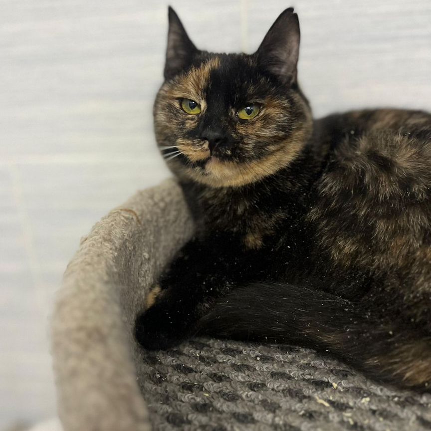 Котенок кошечка привитая черепаховая
