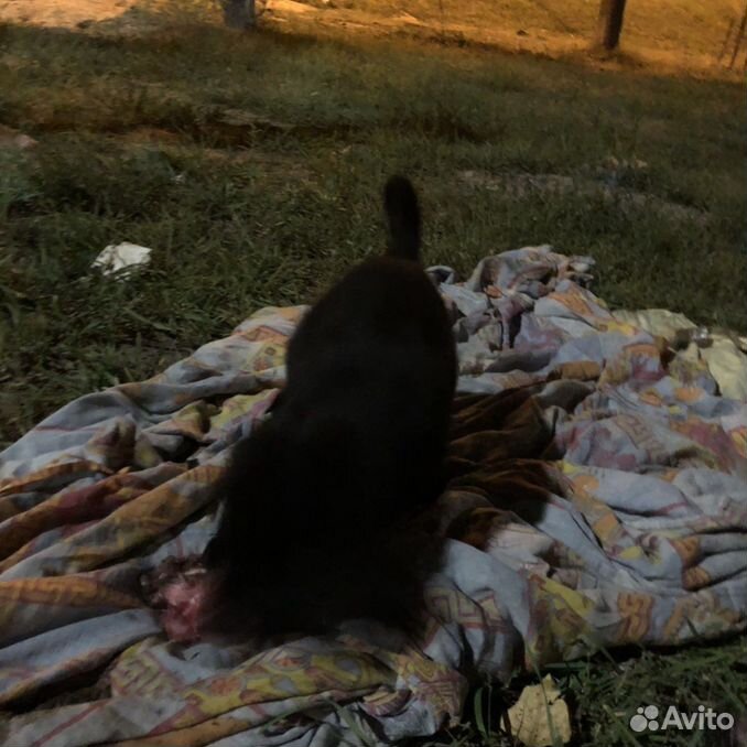 Щенки метисы лобрадоры