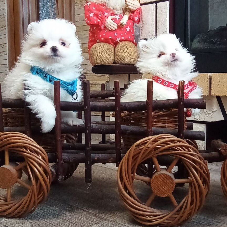 Померанский шпиц, щенок