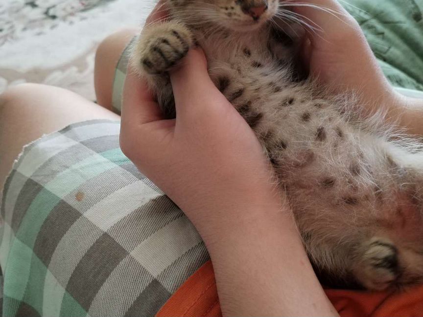 Отдам котят бесплатно в хорошие руки. две девочки