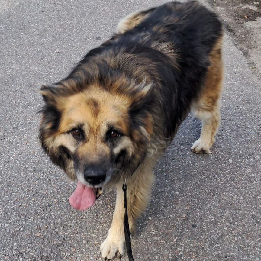 Взрослый пёс в добрые руки