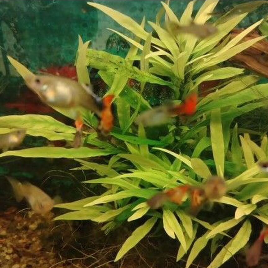 Аквариумные рыбки