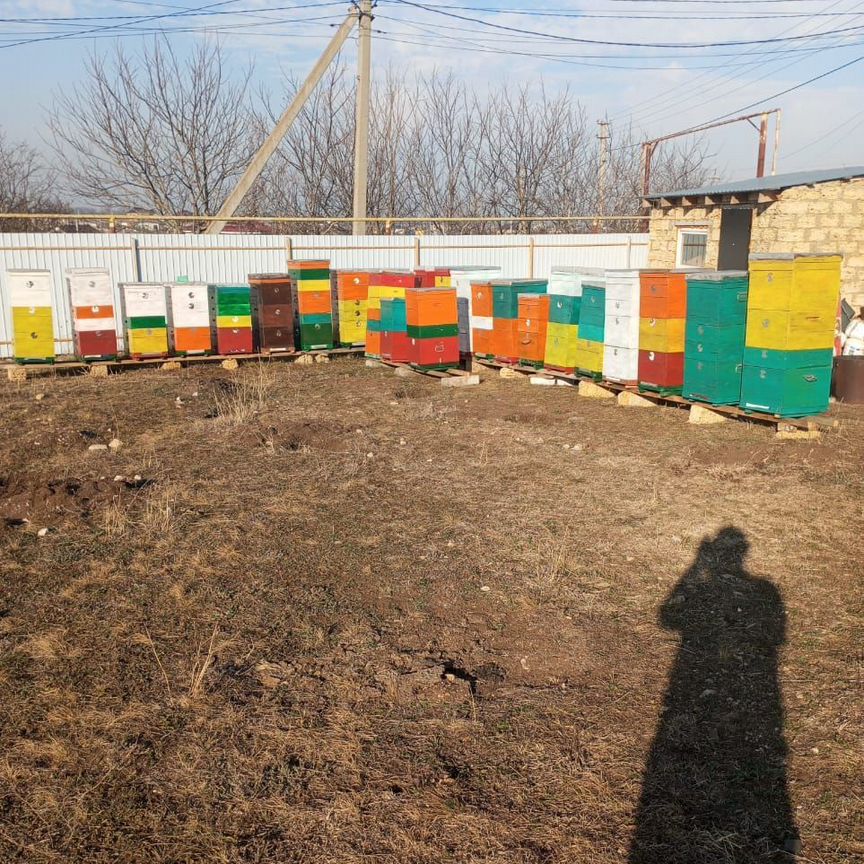 Пасика для пчел