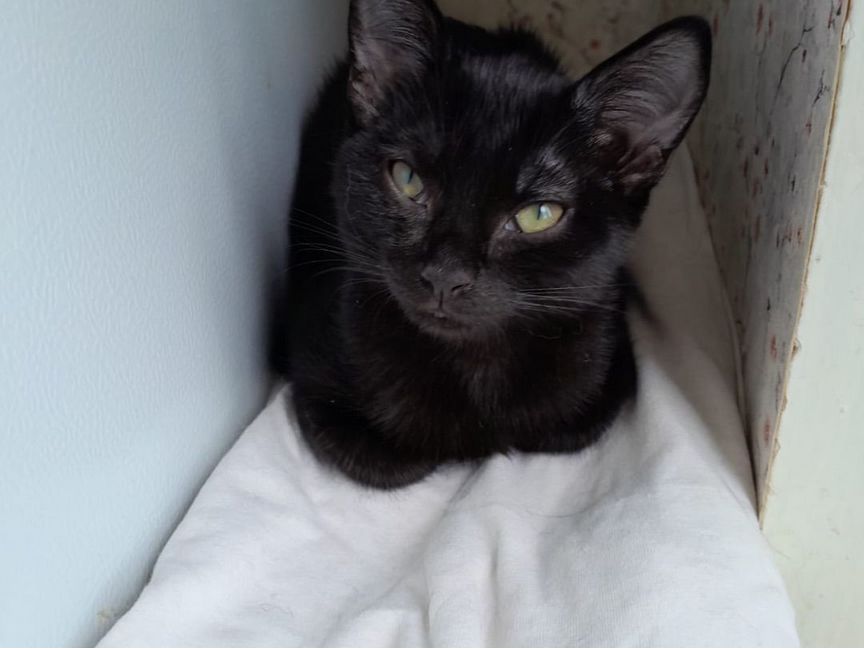 Черный котенок-принцесса ищет семью